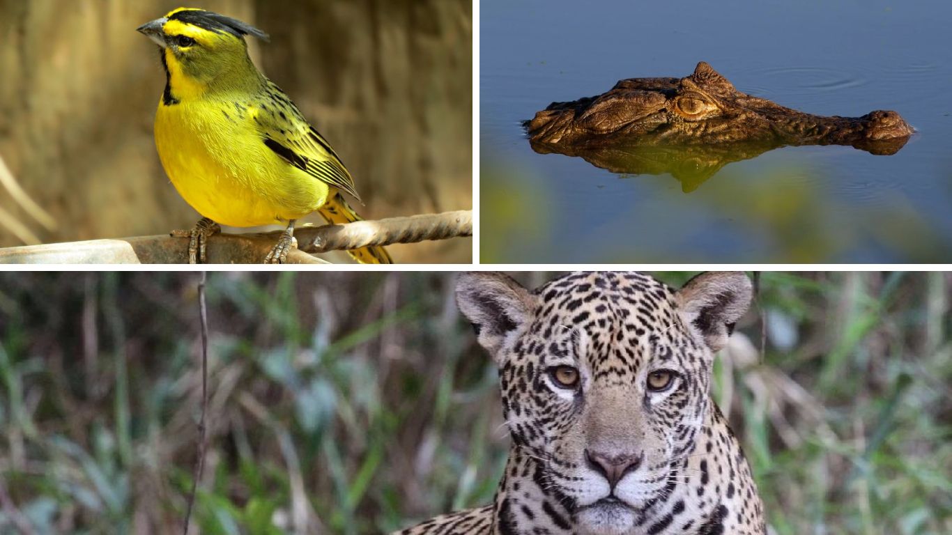 Fauna del Uruguay: Descubre su biodiversidad y ecosistemas
