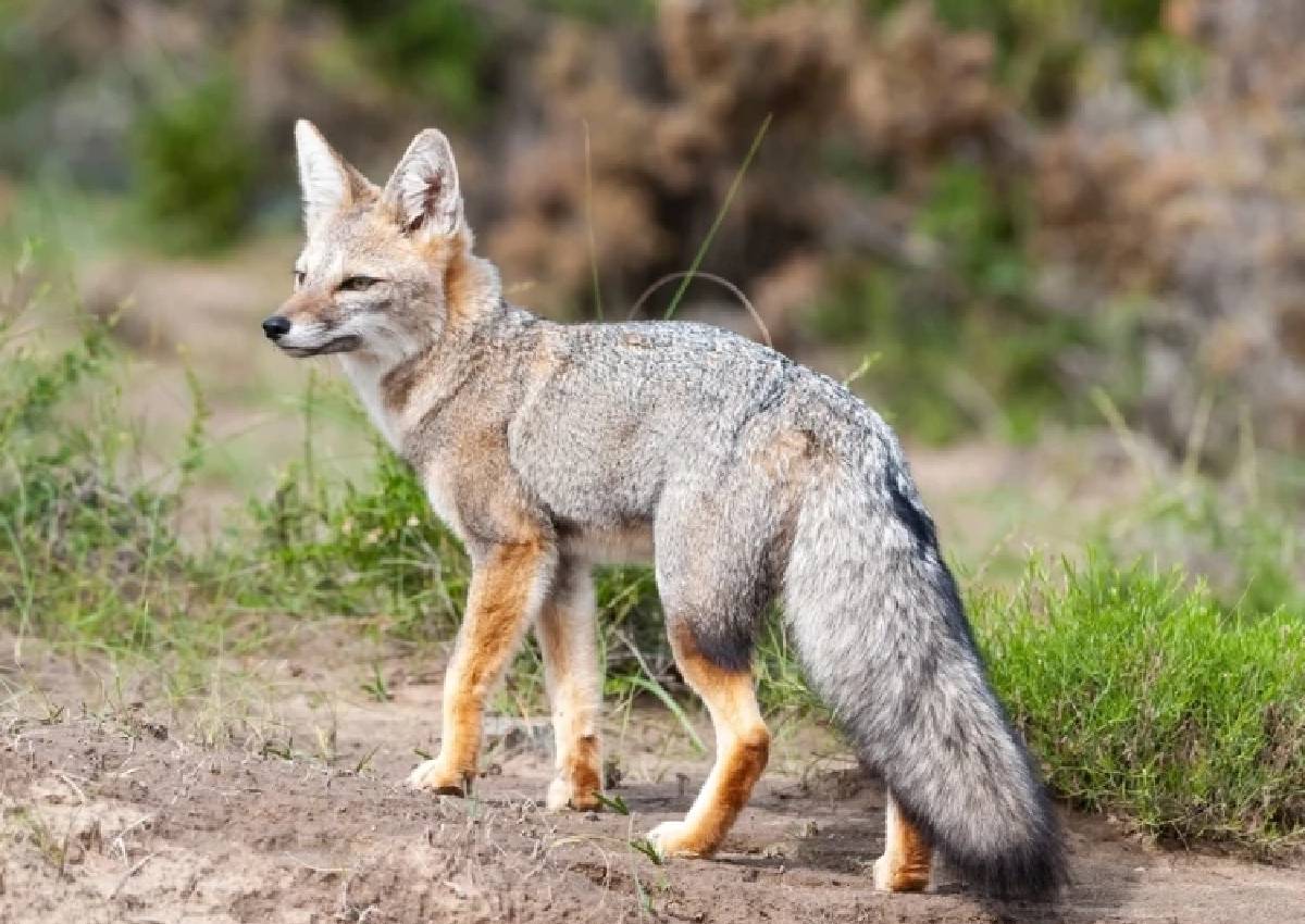 Fauna del Uruguay: Descubre su biodiversidad y ecosistemas